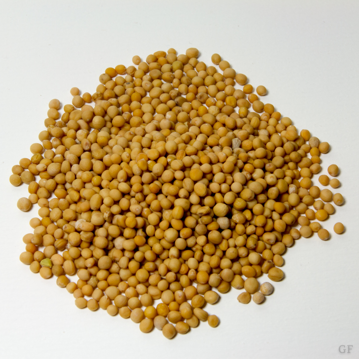 Gelber-Senf – VORSICHT GESUND