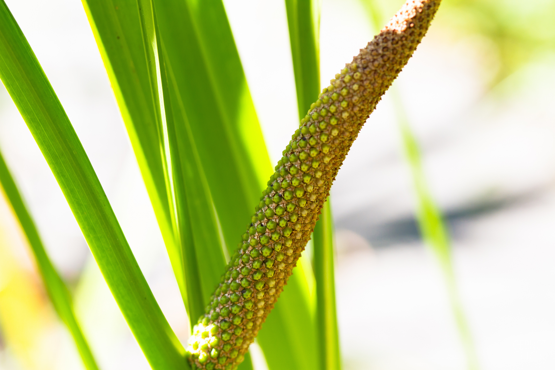 Kalmus (Acorus calamus) – VORSICHT GESUND