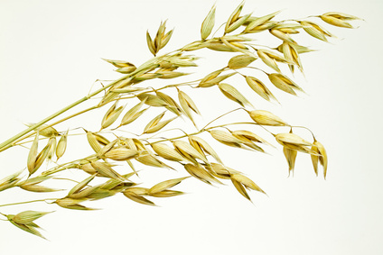 Hafer (Avena sativa) – VORSICHT GESUND