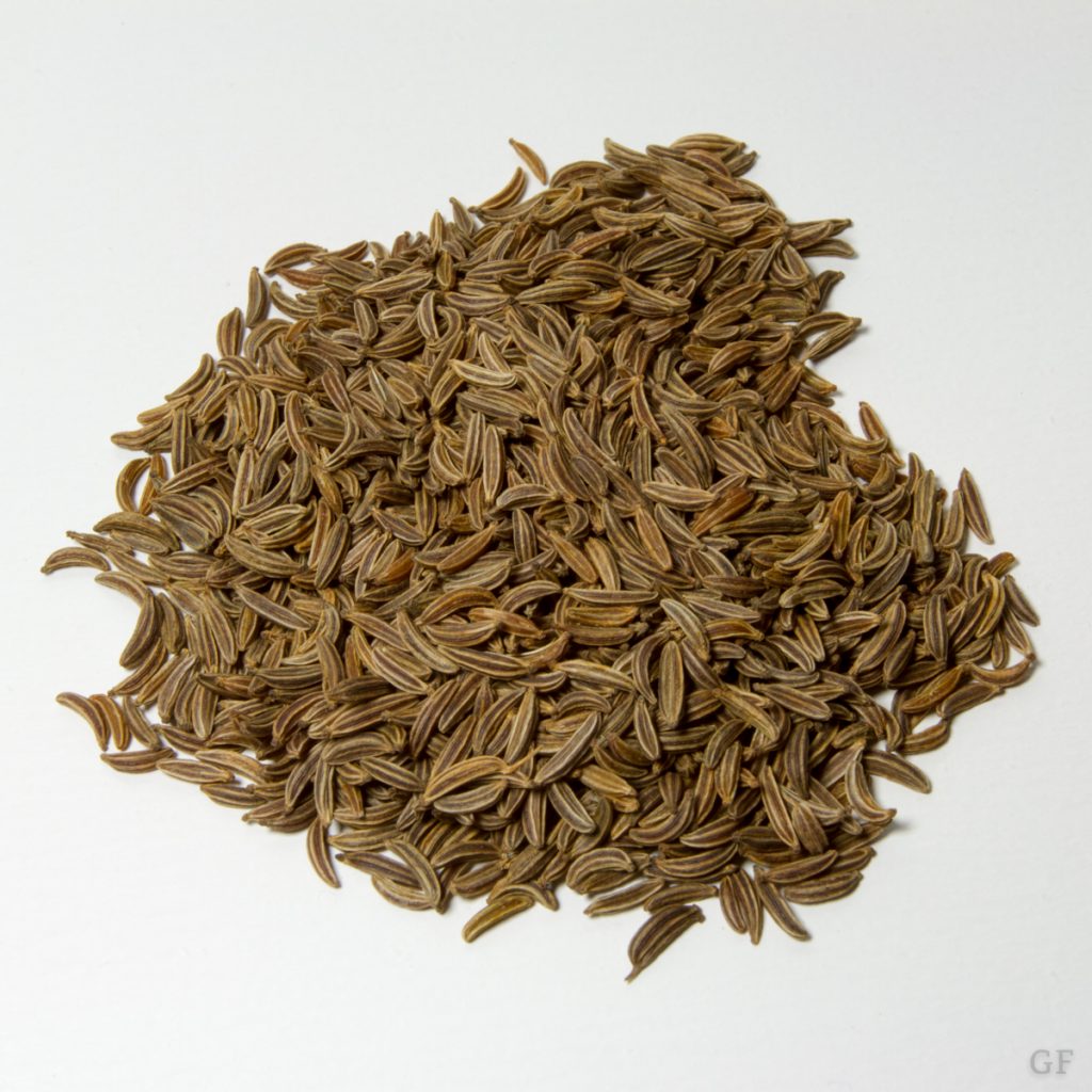 Kümmel (Carum carvi) – VORSICHT GESUND