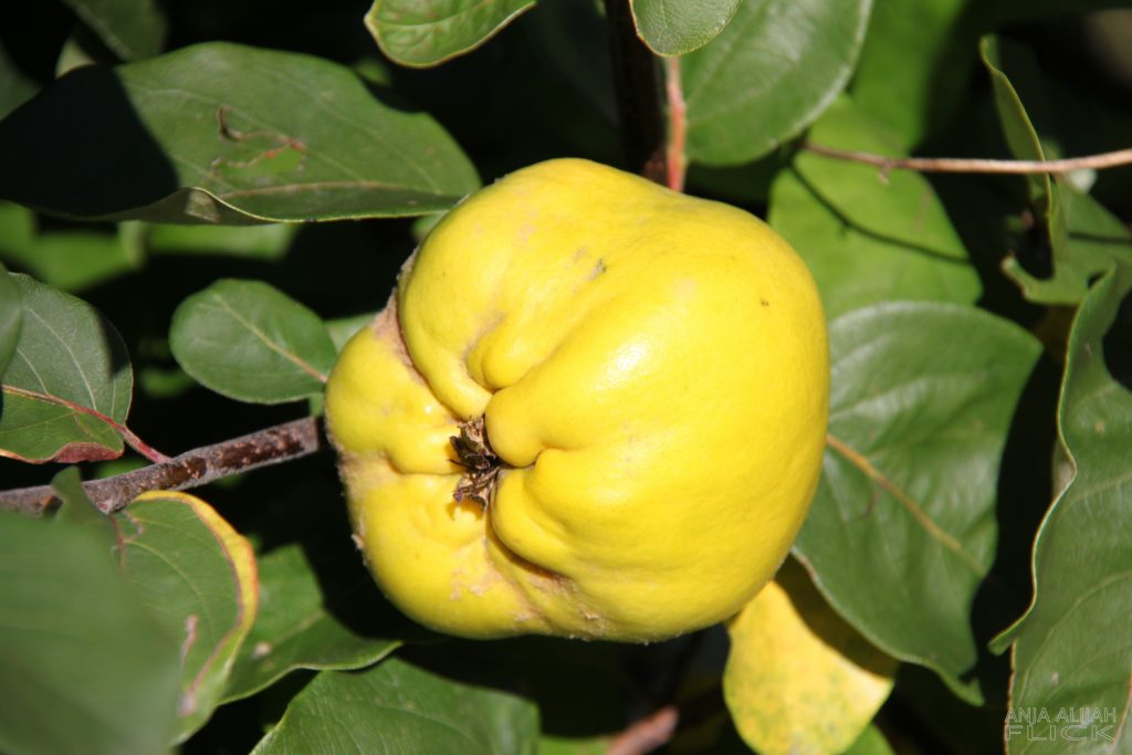 Heilrezept: Quittensamen-Tee – VORSICHT GESUND